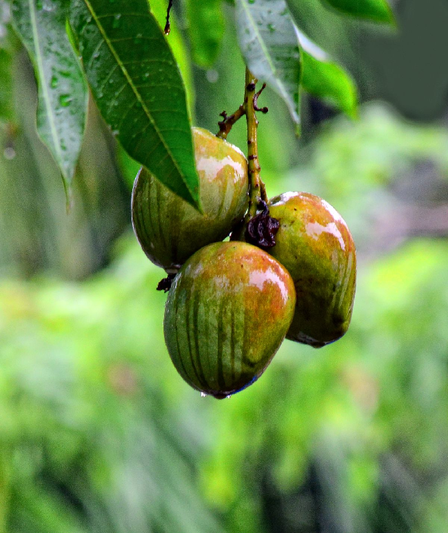 Jak vypěstovat avokádo z pecky? Krok za krokem. - BydletČesky.cz