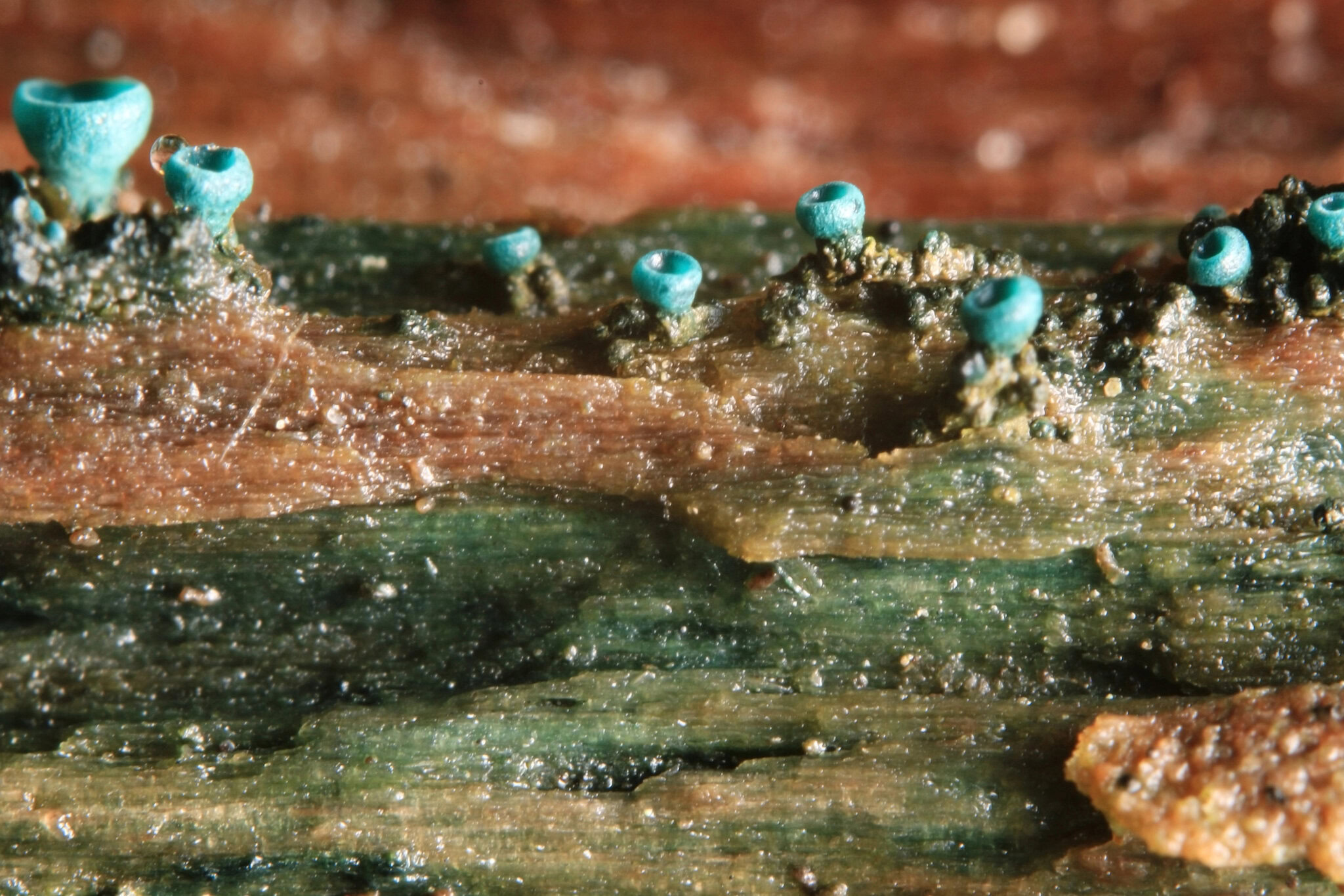 Jak odstranit plíseň ze dřeva: Efektivní metody a praktické tipy ...